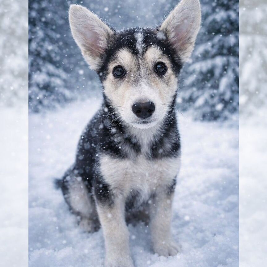 Аляскинский хаски, щенок