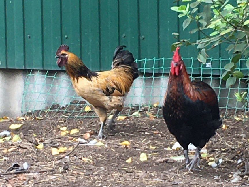 Петухи маран и лакеданзи