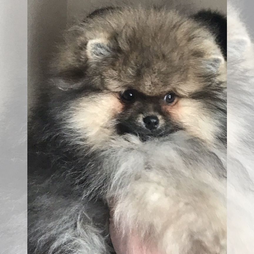 Померанский шпиц, щенок