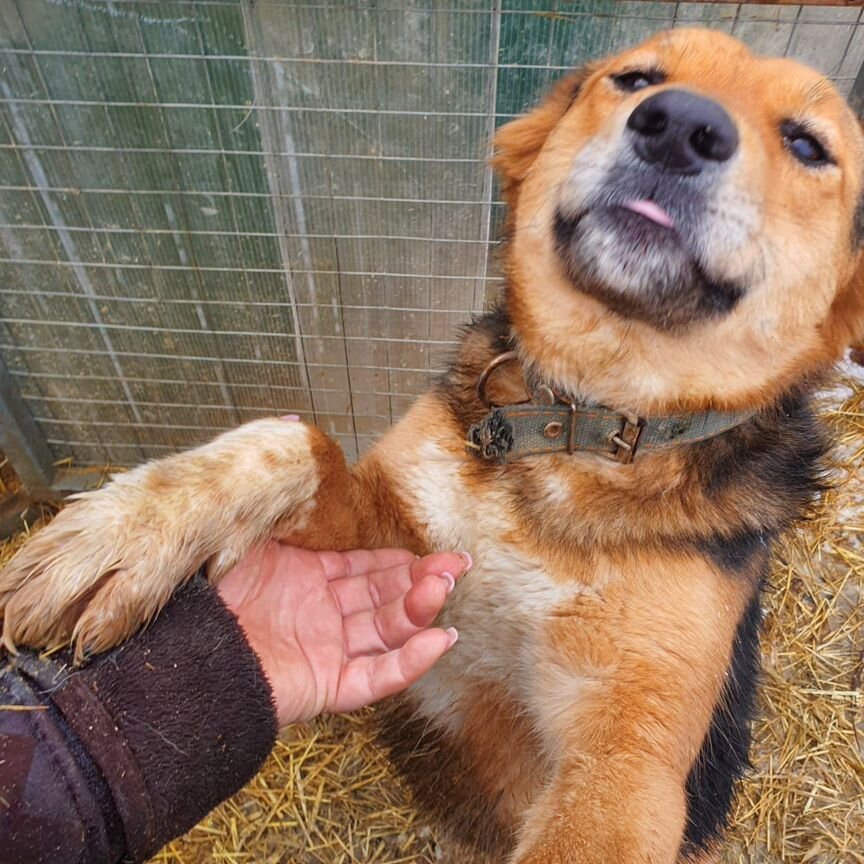 Собачка Кнопка