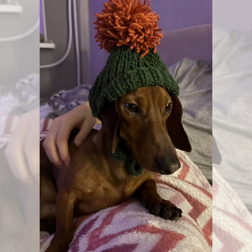 Вязаные шапки для собак