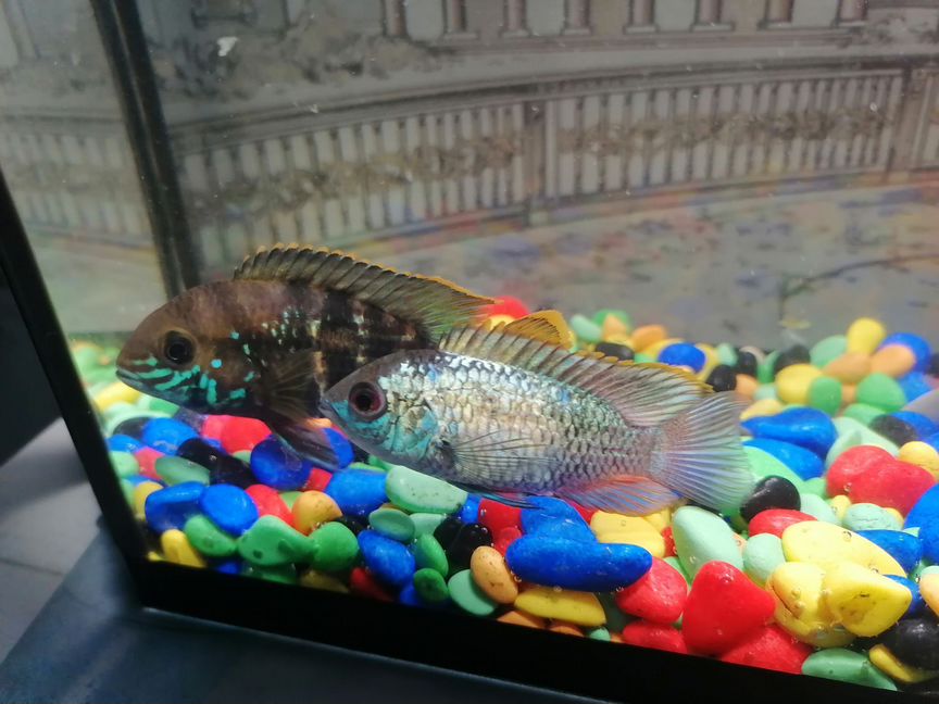 Аквариумные рыбки