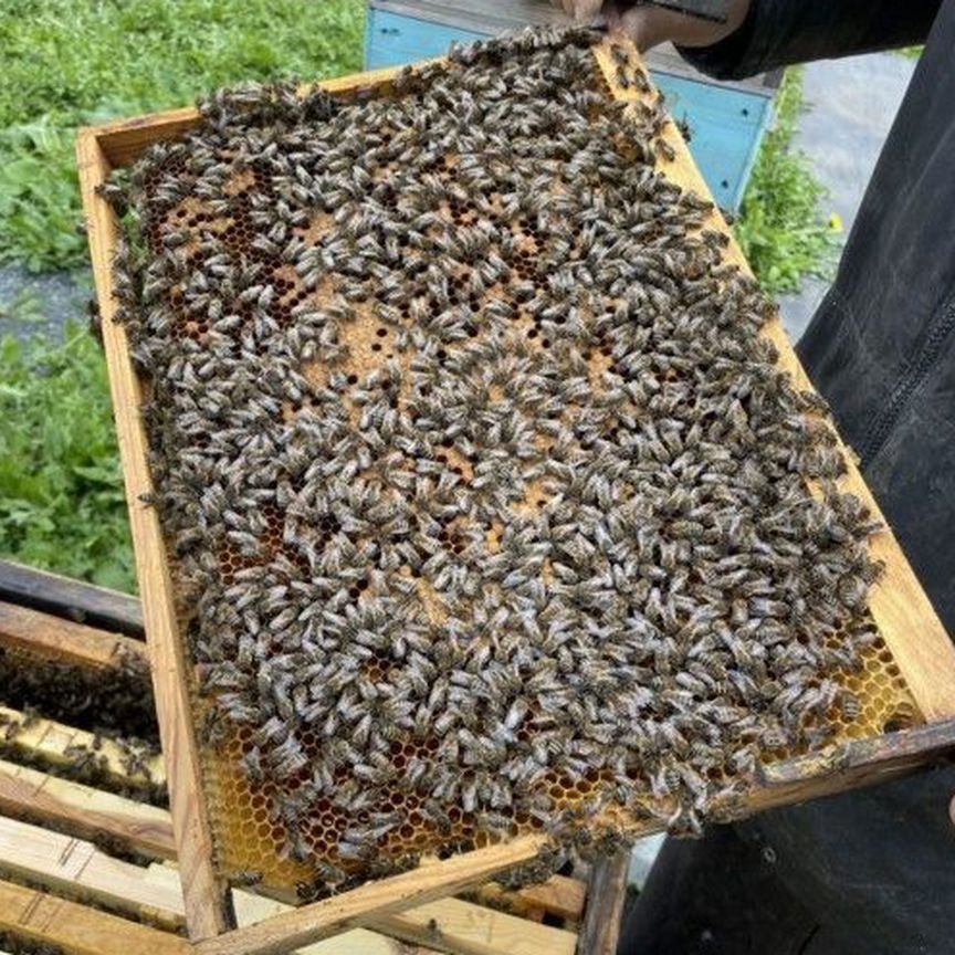 Пчелопакеты, Пчелы карника