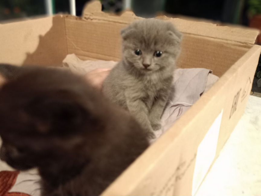 Кошка