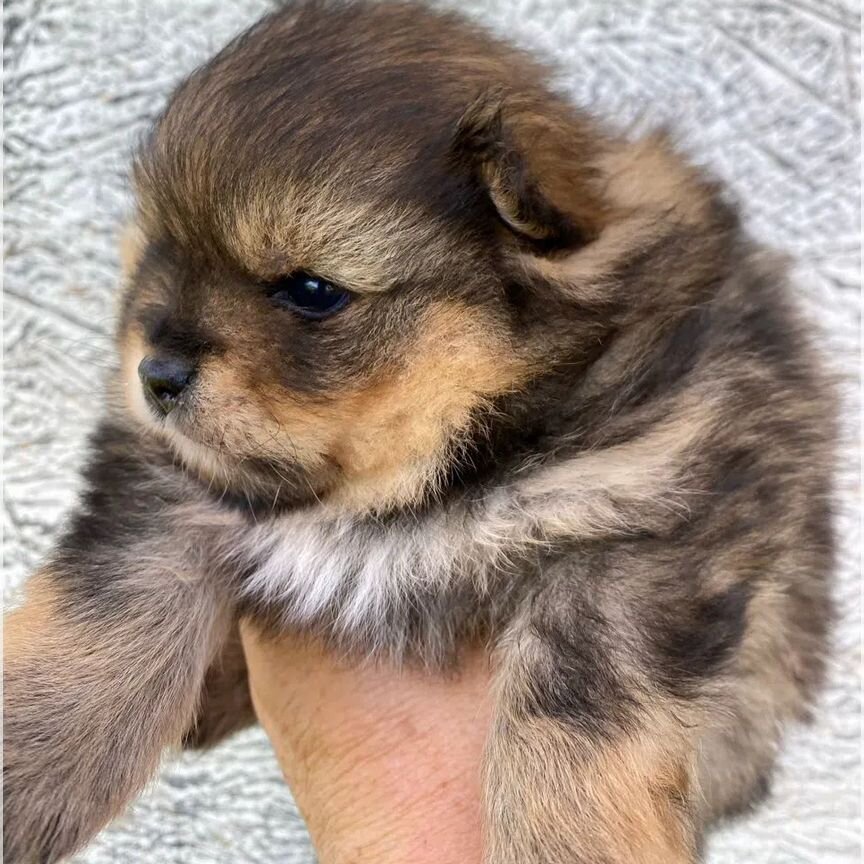 Немецкий шпиц, щенок