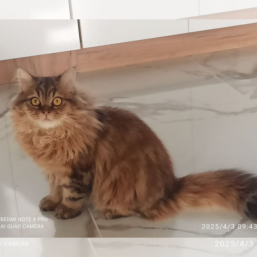 Продам котëнка