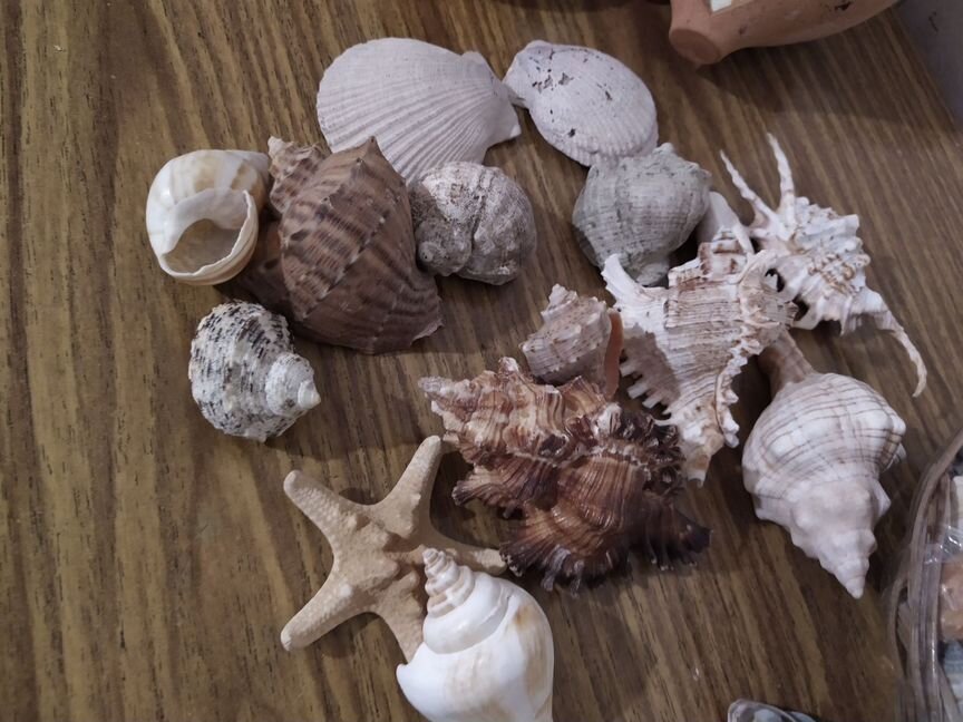 Морские ракушки раковины