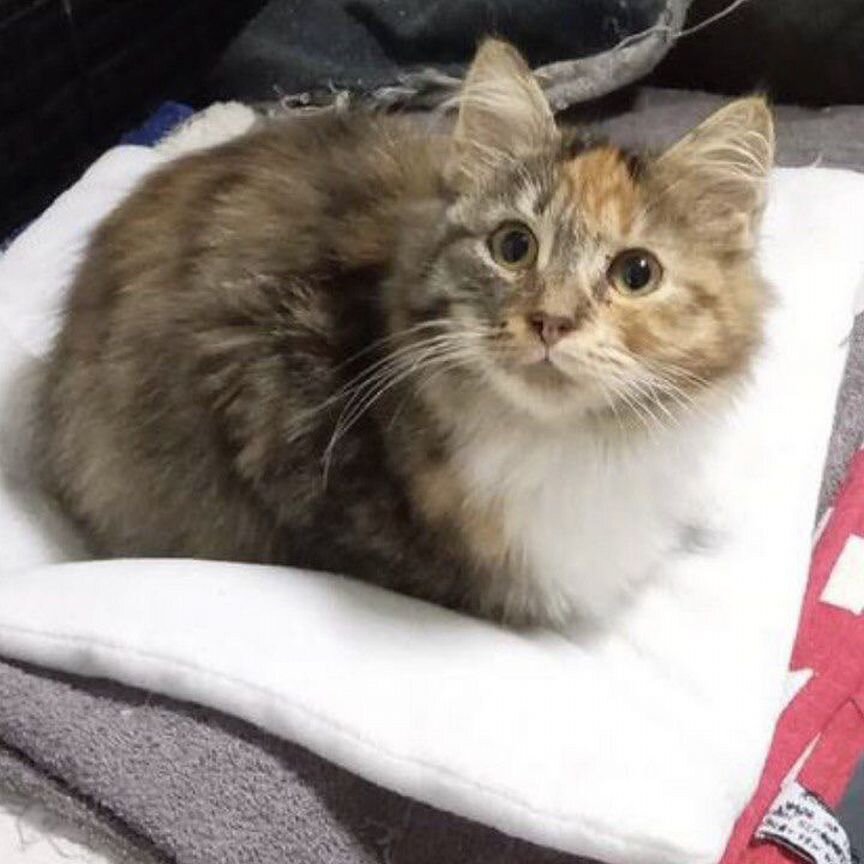 Котёнок в добрые руки