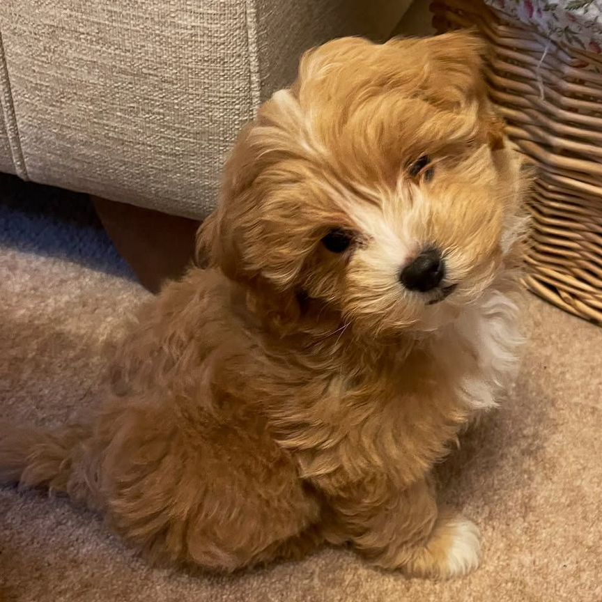 Мальтипу, щенок