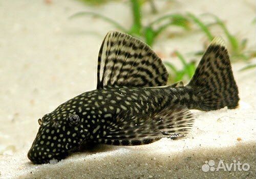 Анциструс обыкновенный (Ancistrus Dolichopterus)