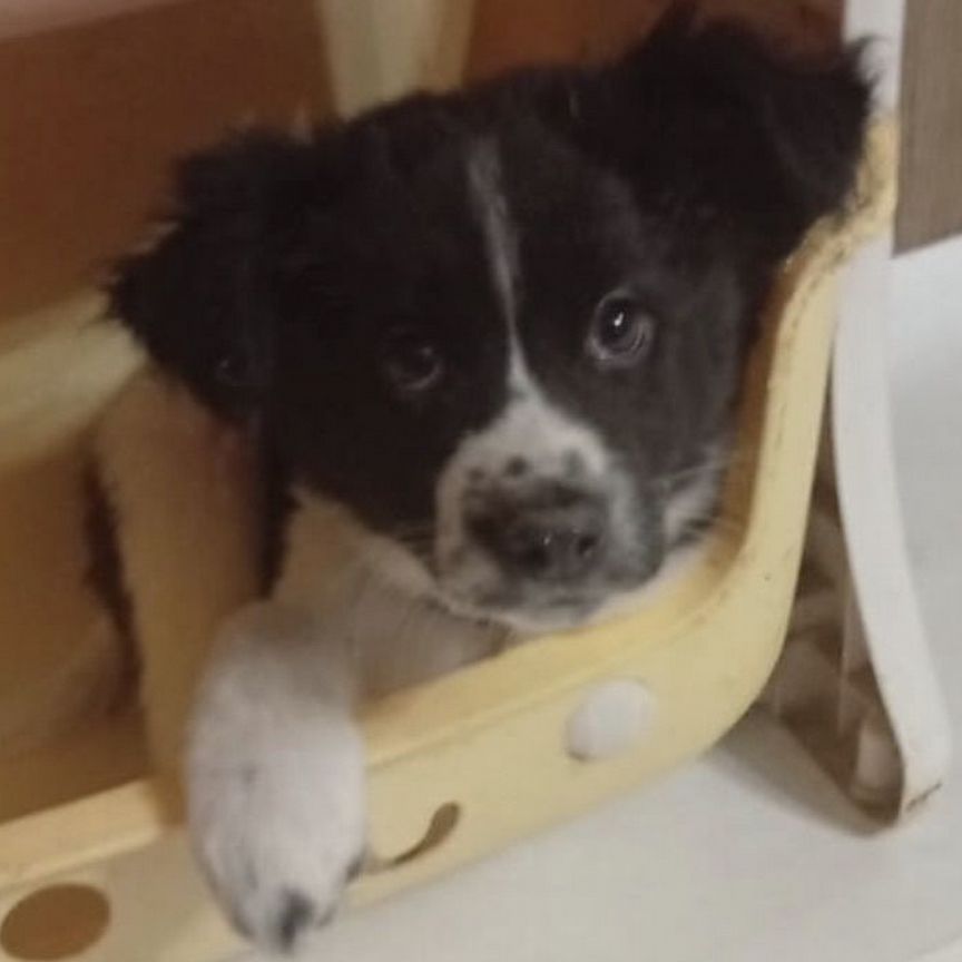 Щенок в добрые руки