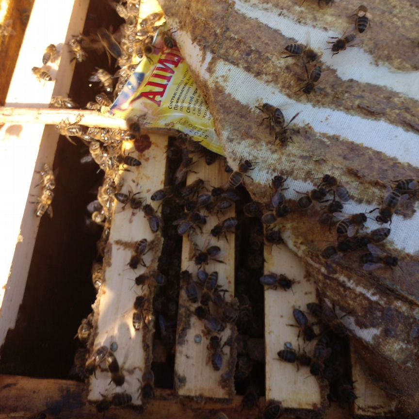 Продам пчелосемьи