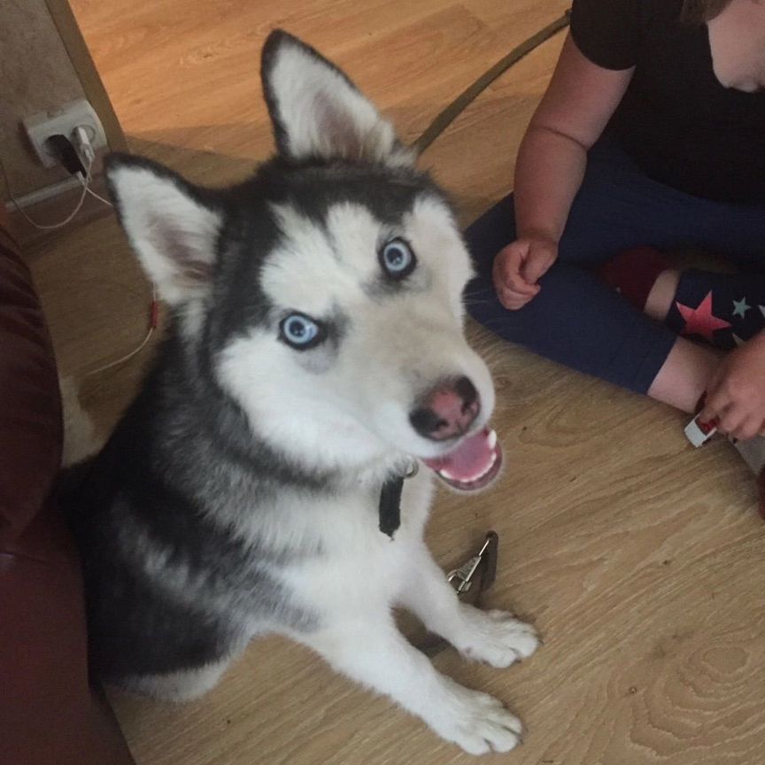 Сибирский хаски