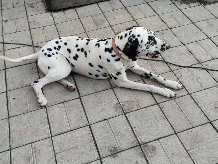 Далматинец