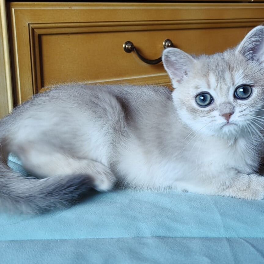Голубоглазый котик