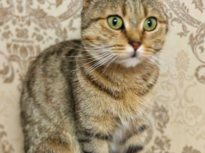Кошка в дар бесплатно