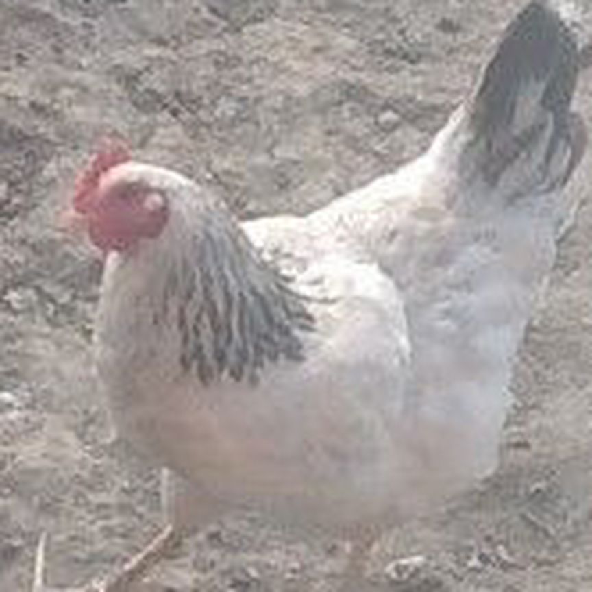 Куры петухи