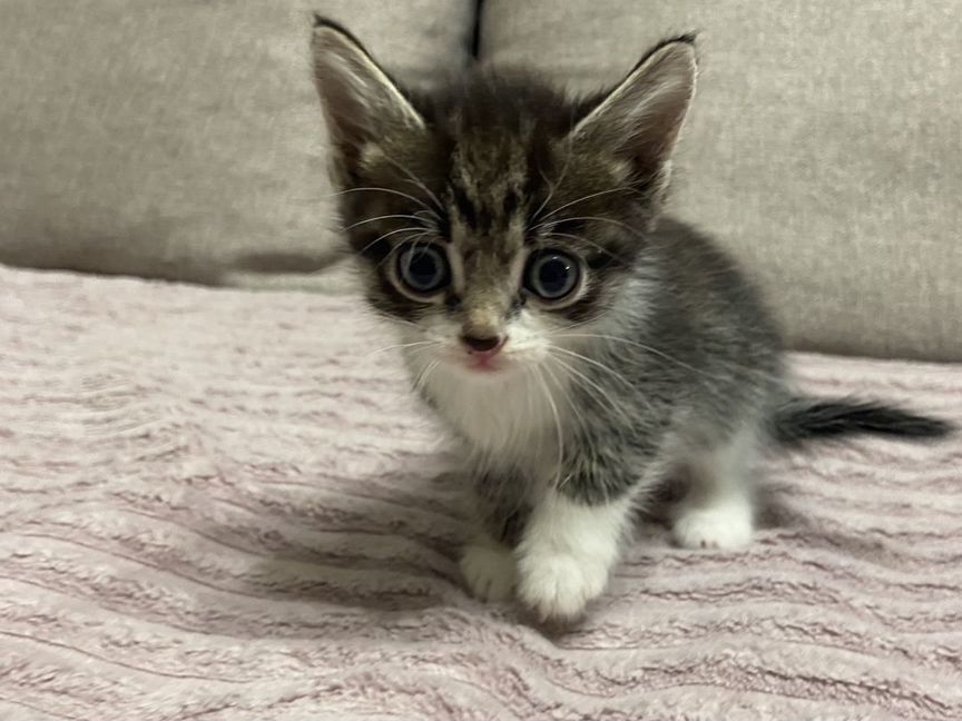 Котенок
