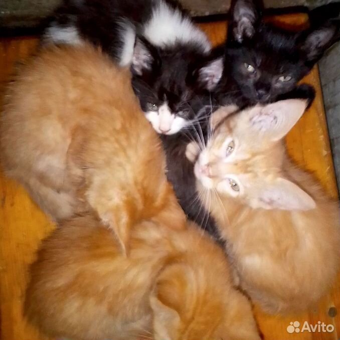 Бродячие котята ишут дом