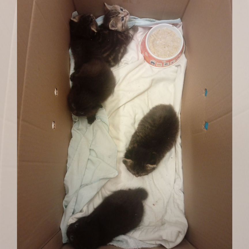 Котята в добрые руки