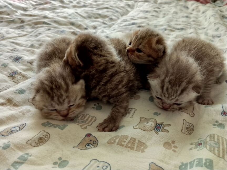 Котятки Шотландские
