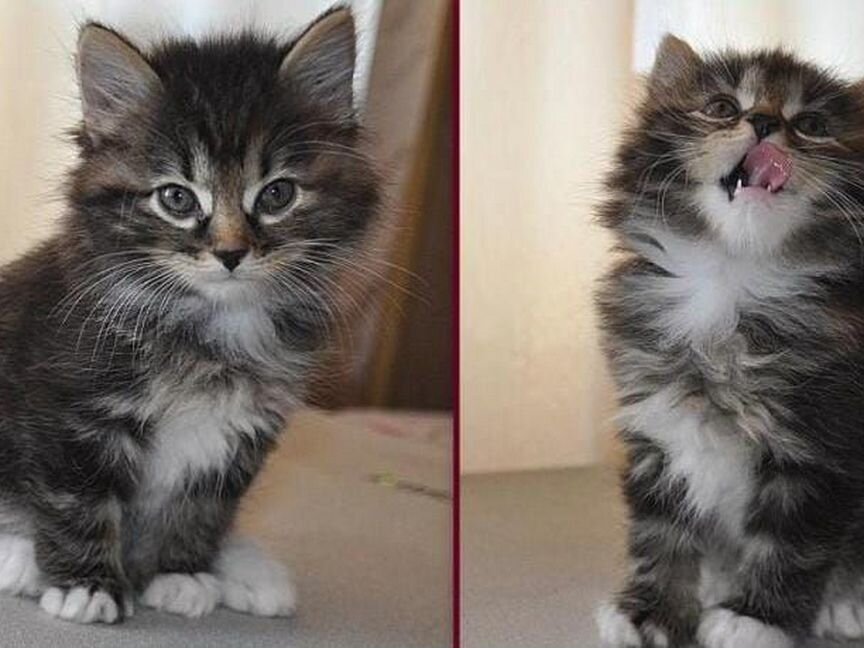 Сибирские котяточки