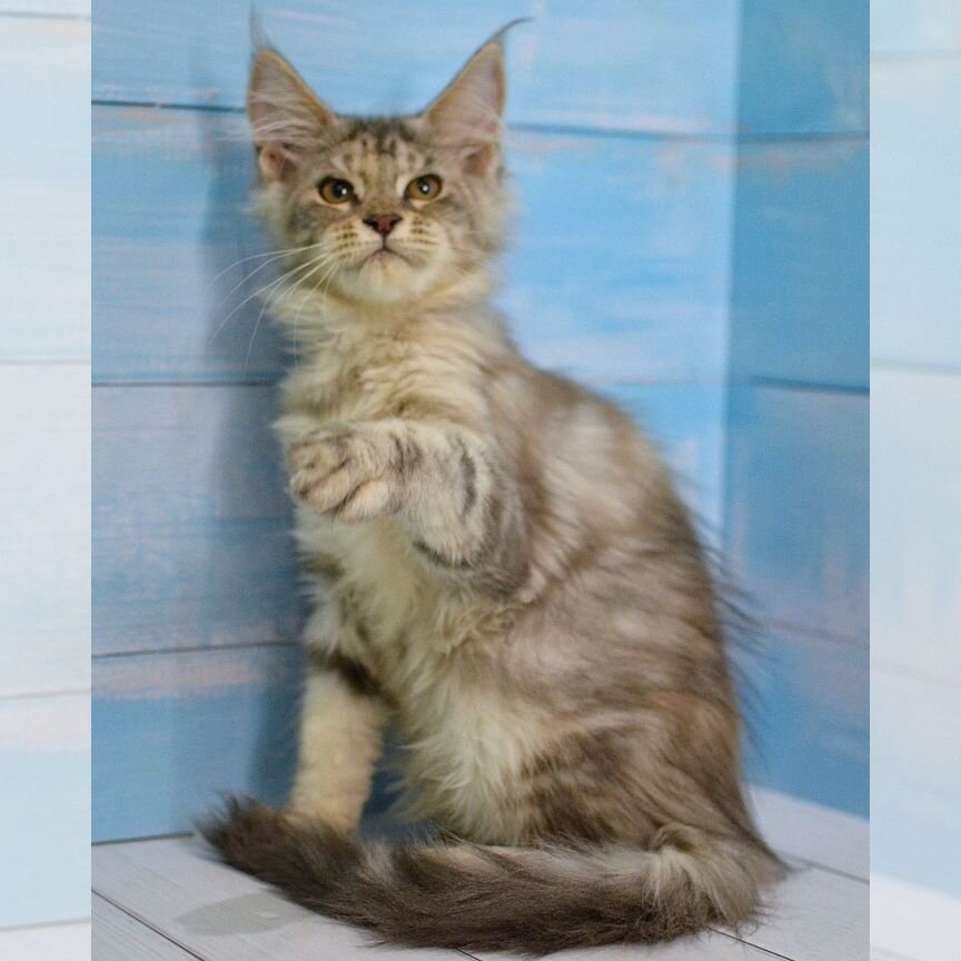 Мейн-кун котёнок