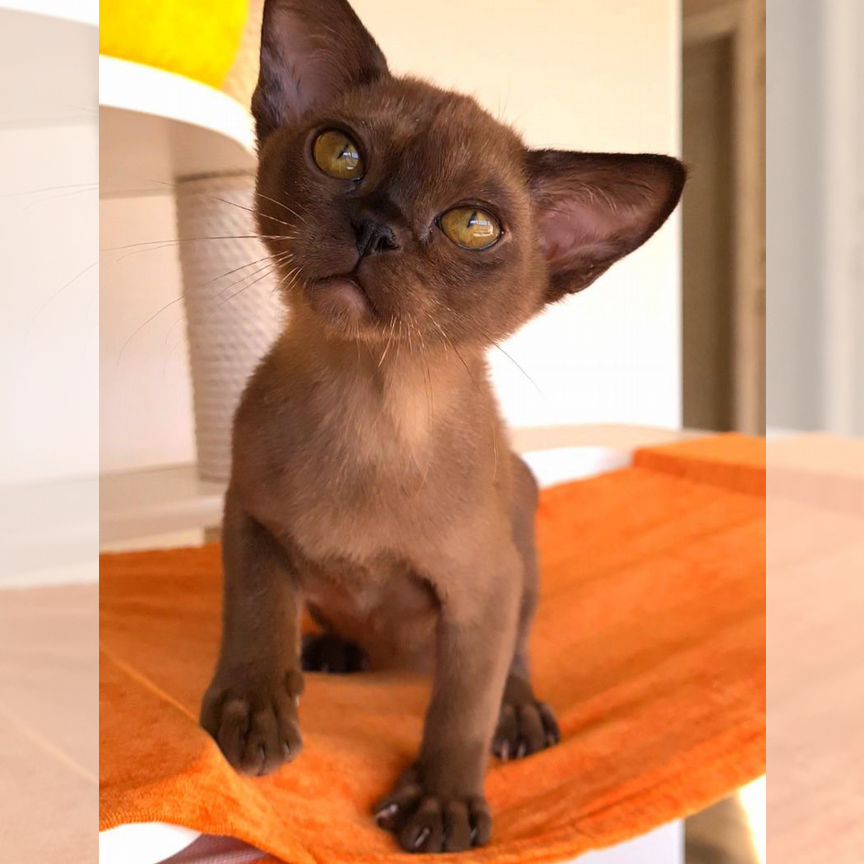 Бурманские котята