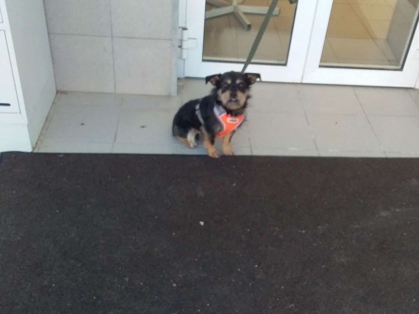 Собаки бесплатно в добрые руки