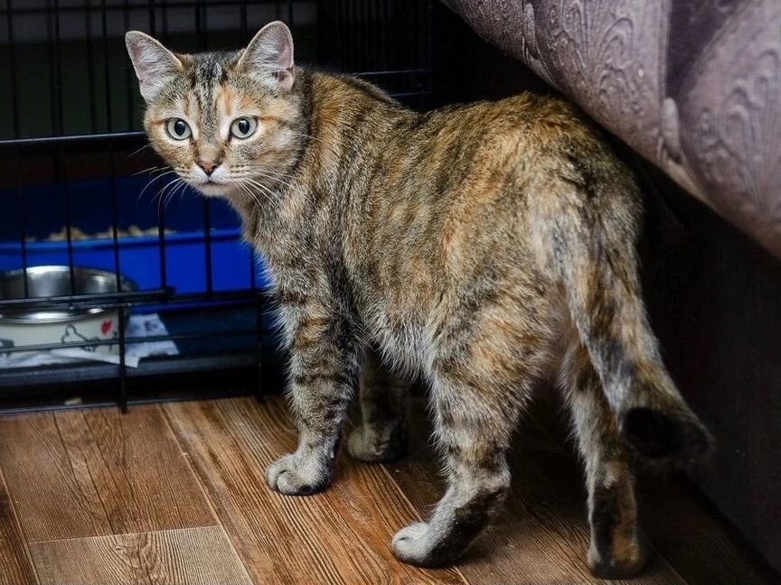 Славная полосатая кошечка ждет хозяев