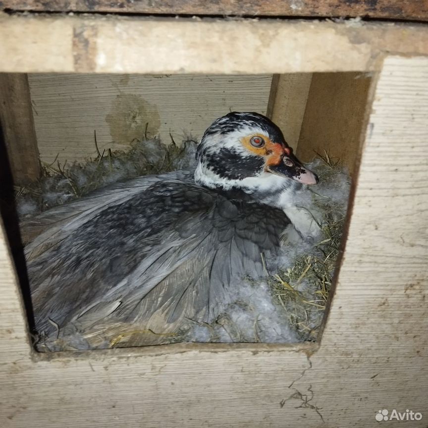 Мускусные утята индоутки