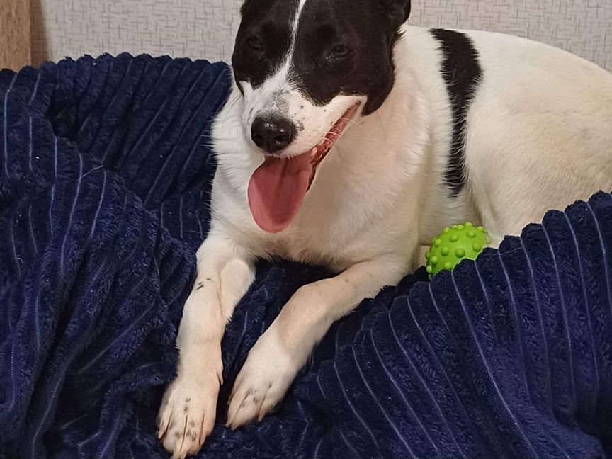 Собака Маня ищет дом