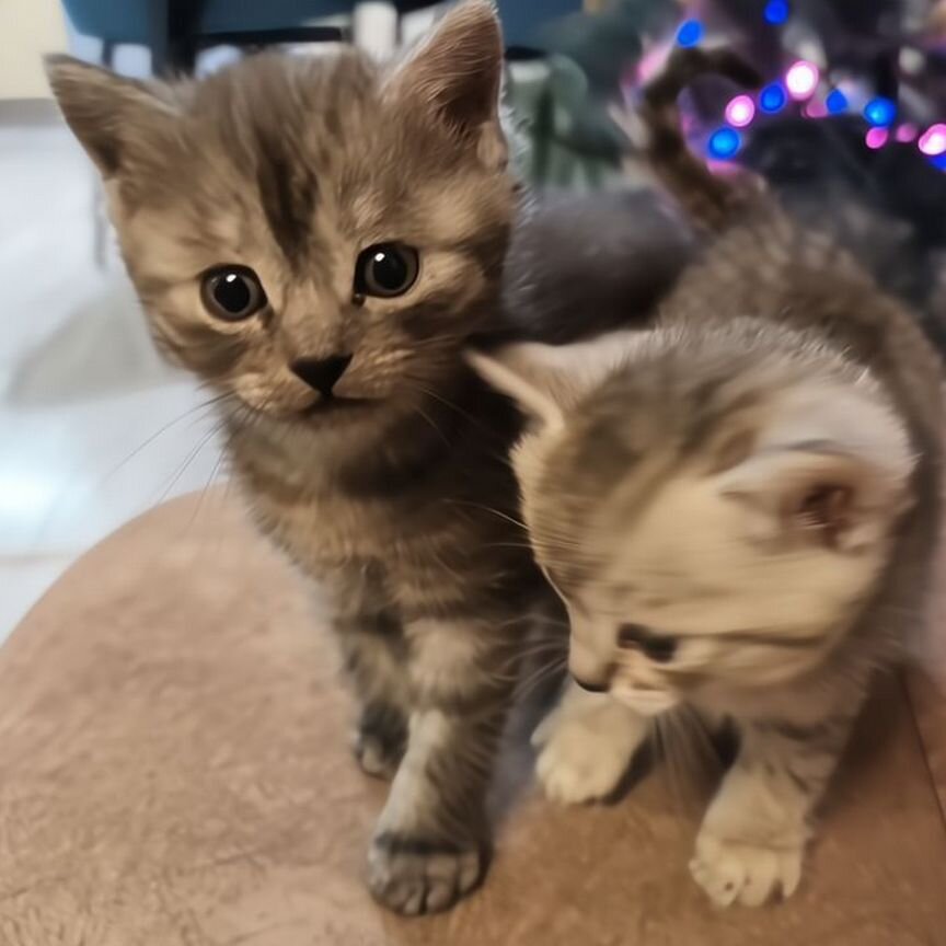 Британский короткошёрстный котёнок