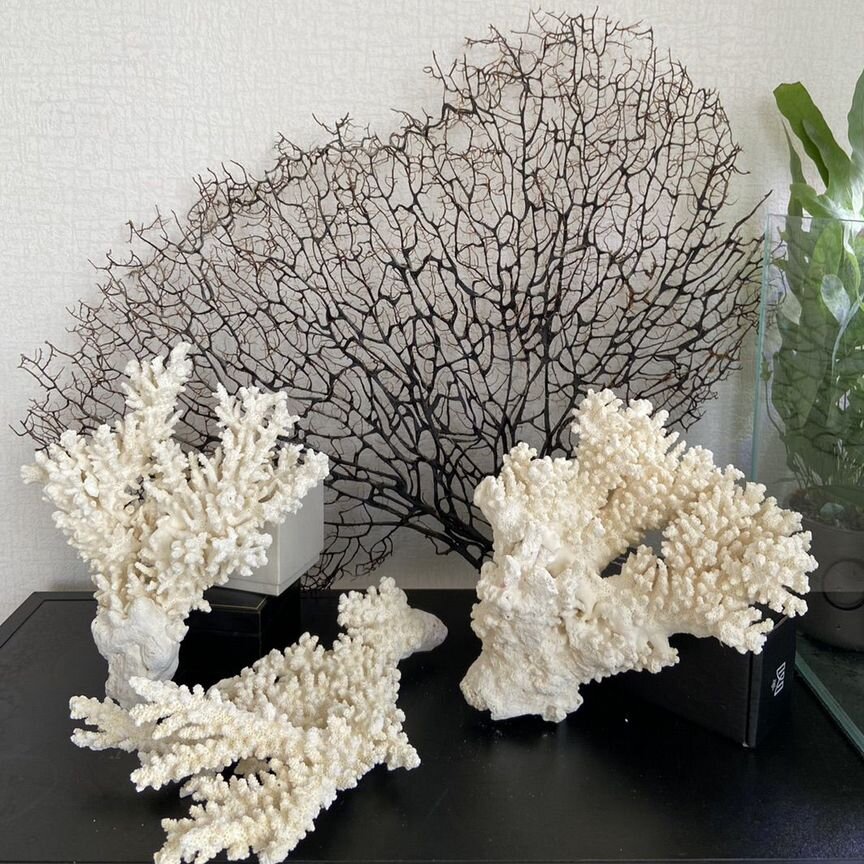 Морские кораллы для аквариума большие