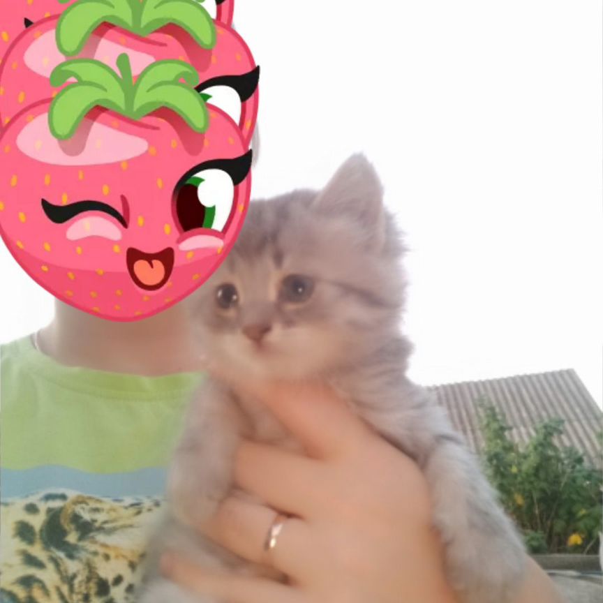 Котята в добрые руки бесплатно