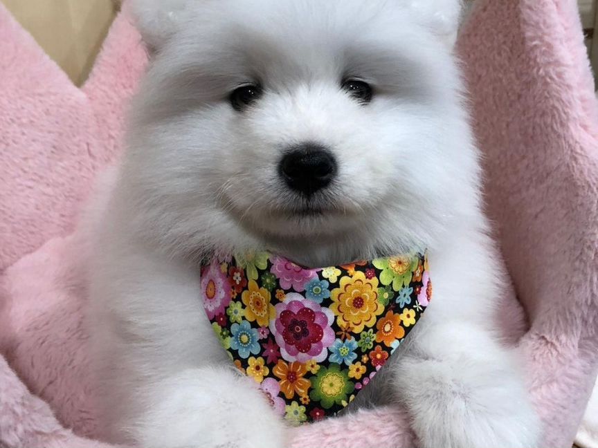 Щенки самоеда