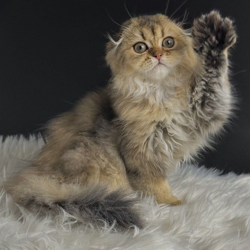 Шотландский вислоухий длинношёрстный котёнок
