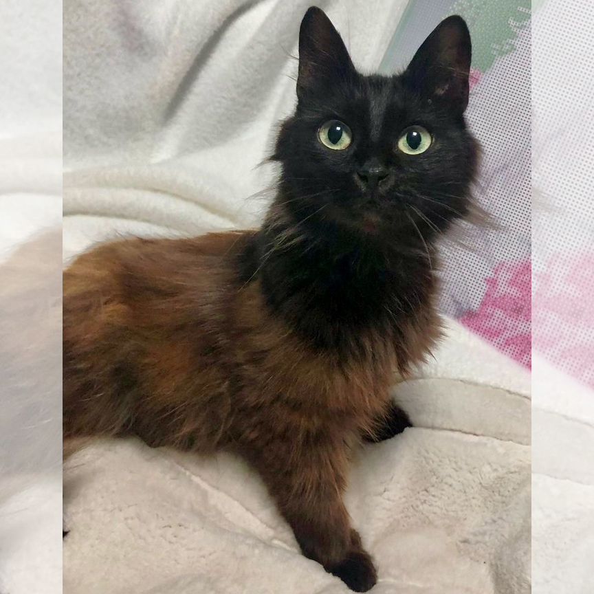 Сибирская кошка, взрослая