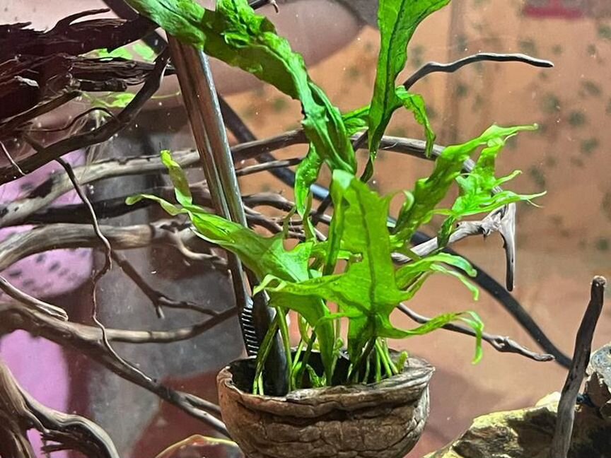 Растения и мхи для аквариума