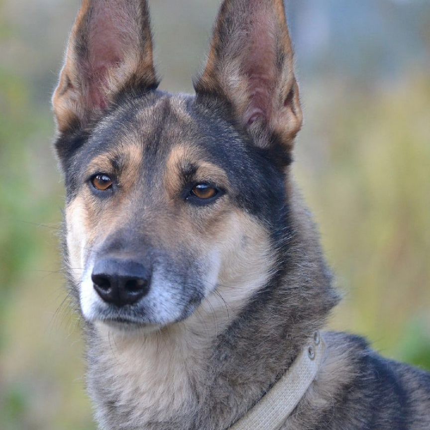 Взрослая собака в добрые руки