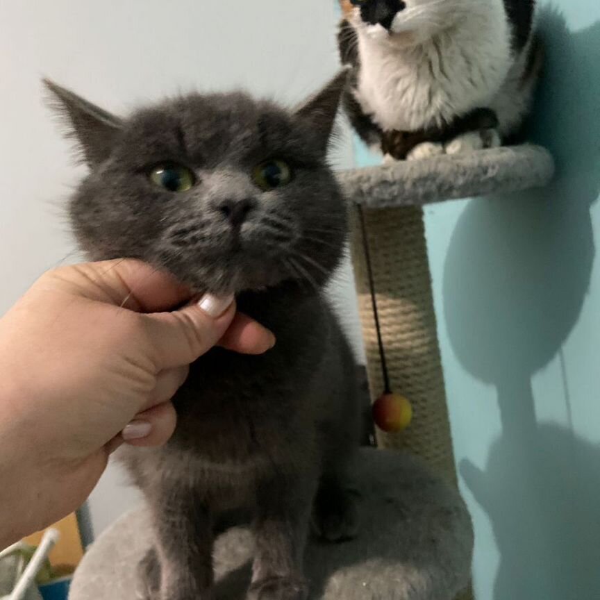 Котик в добрые руки