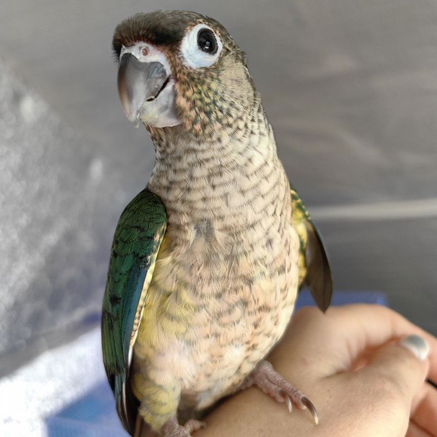 Пиррура выкормыш ласковый птенец