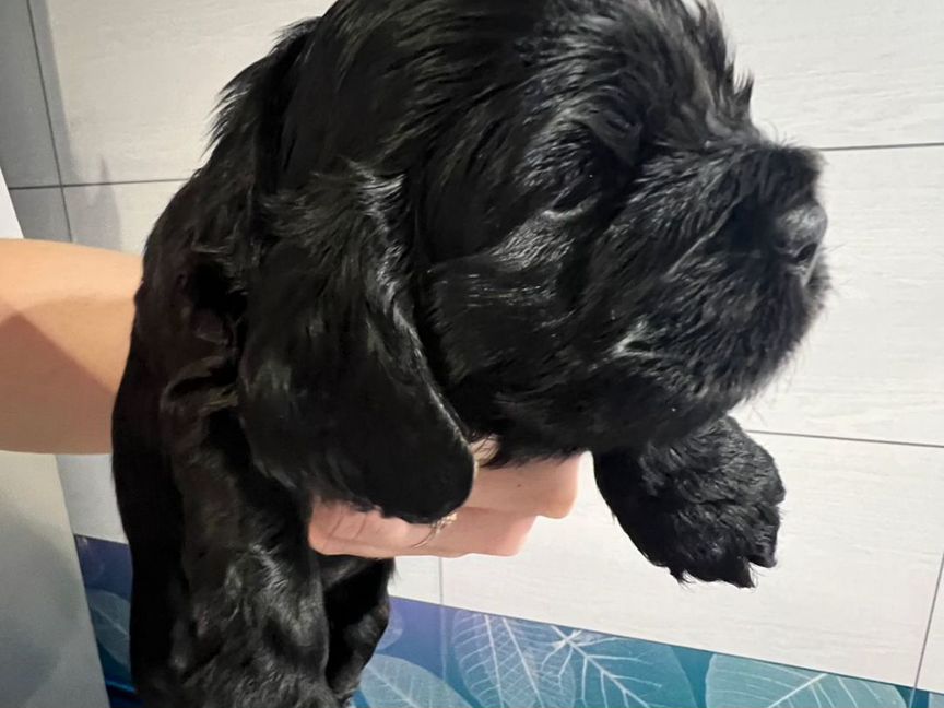 Щенята американского кокера спаниеля