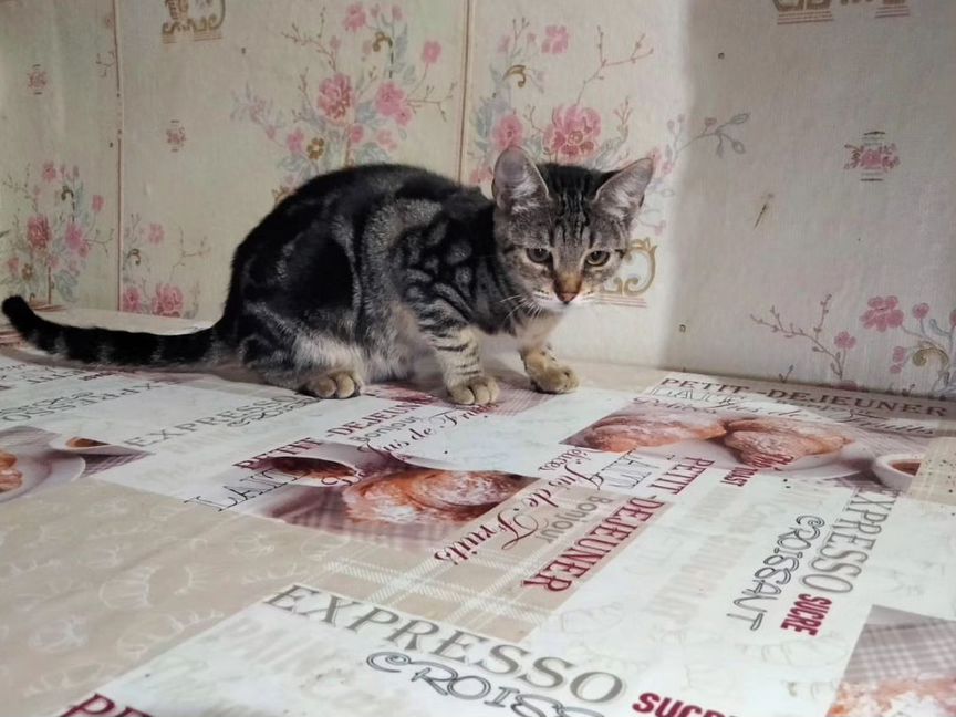 Котята в добрые руки бесплатно