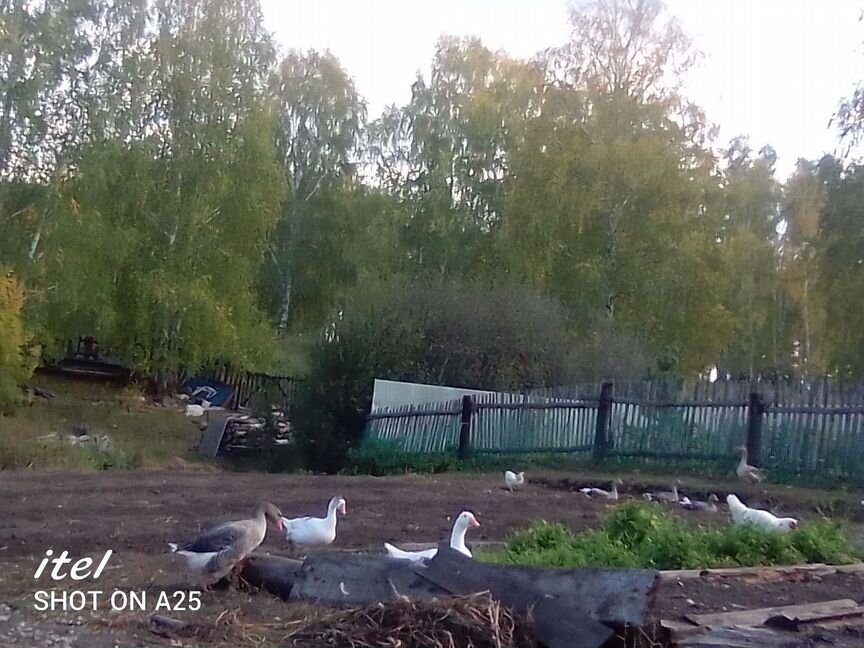 Гуси Семейная Пара