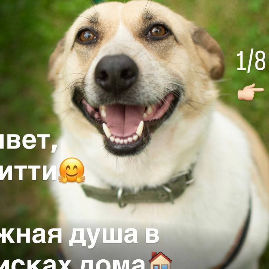 Взрослая собака в добрые руки