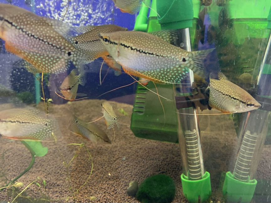 Гурами жемчужный