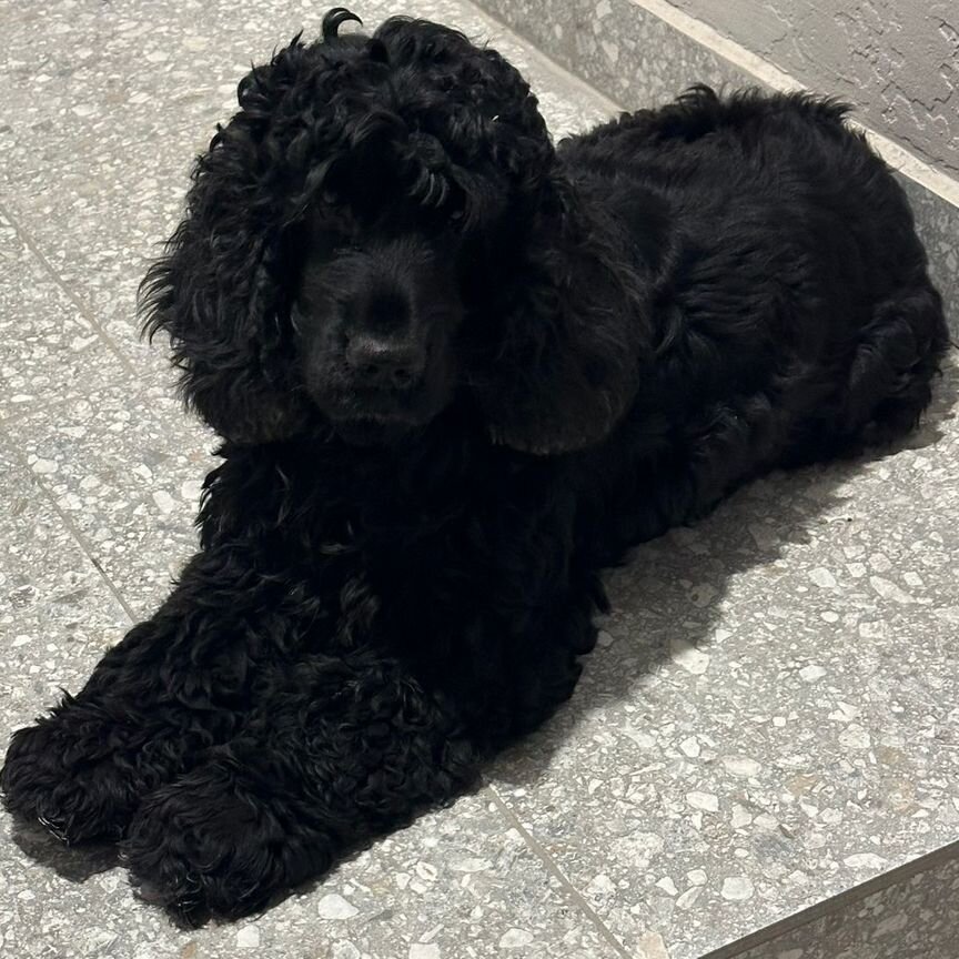 Американский кокер-спаниель, взрослый пёс