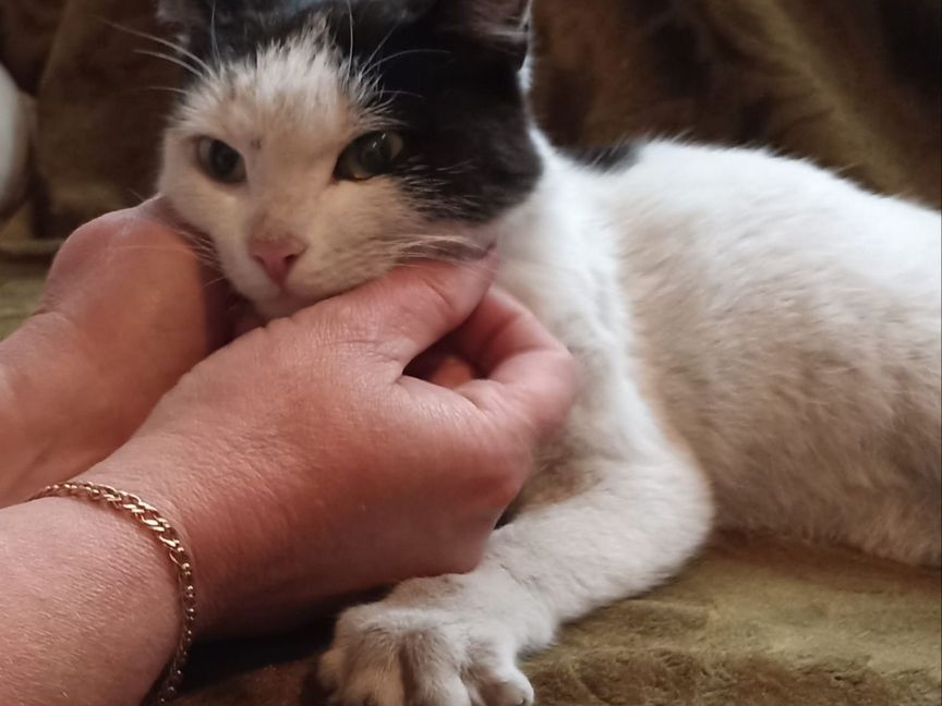 Котик