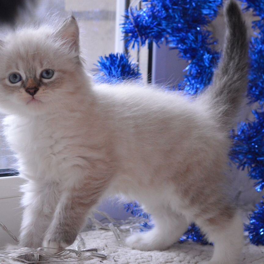 Невская милашка